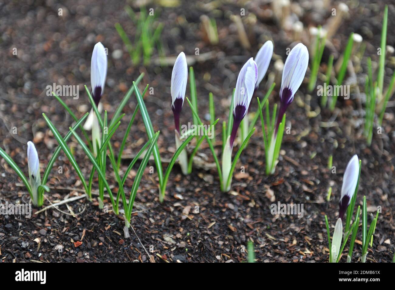 Crocus King of the Striped bloom in a garden in March Stock Photo - Alamy