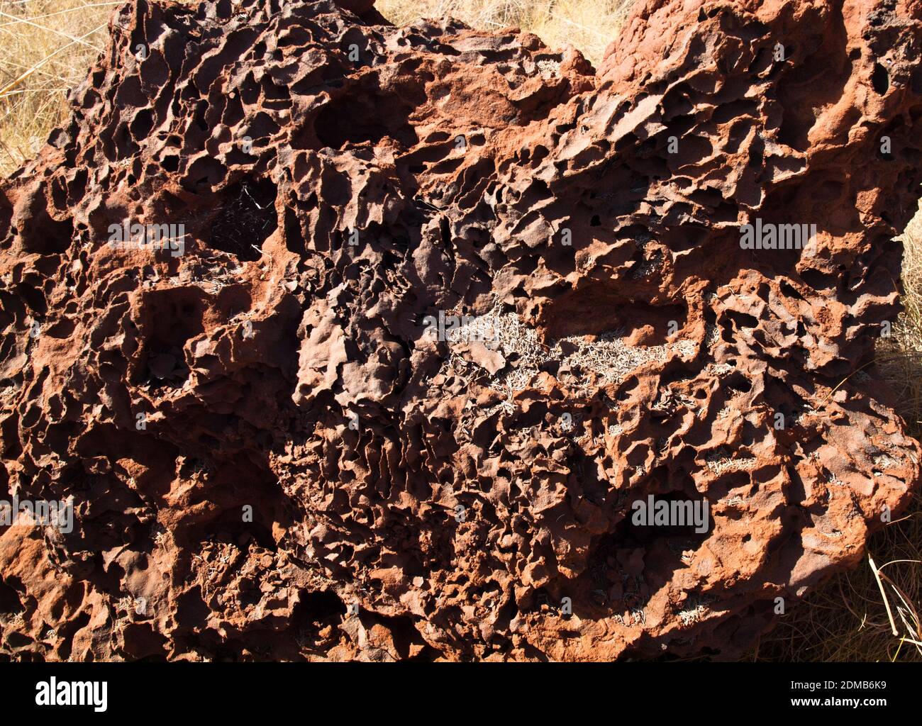 Termite mound cross-section, Mornington, KImberley Stock Photo - Alamy