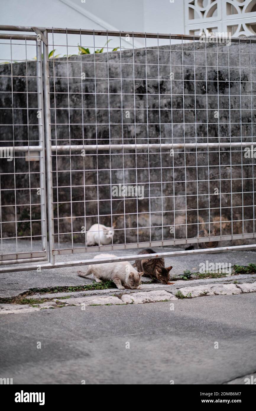A vertical shot of cute cats escaping under the fence Stock Photo - Alamy