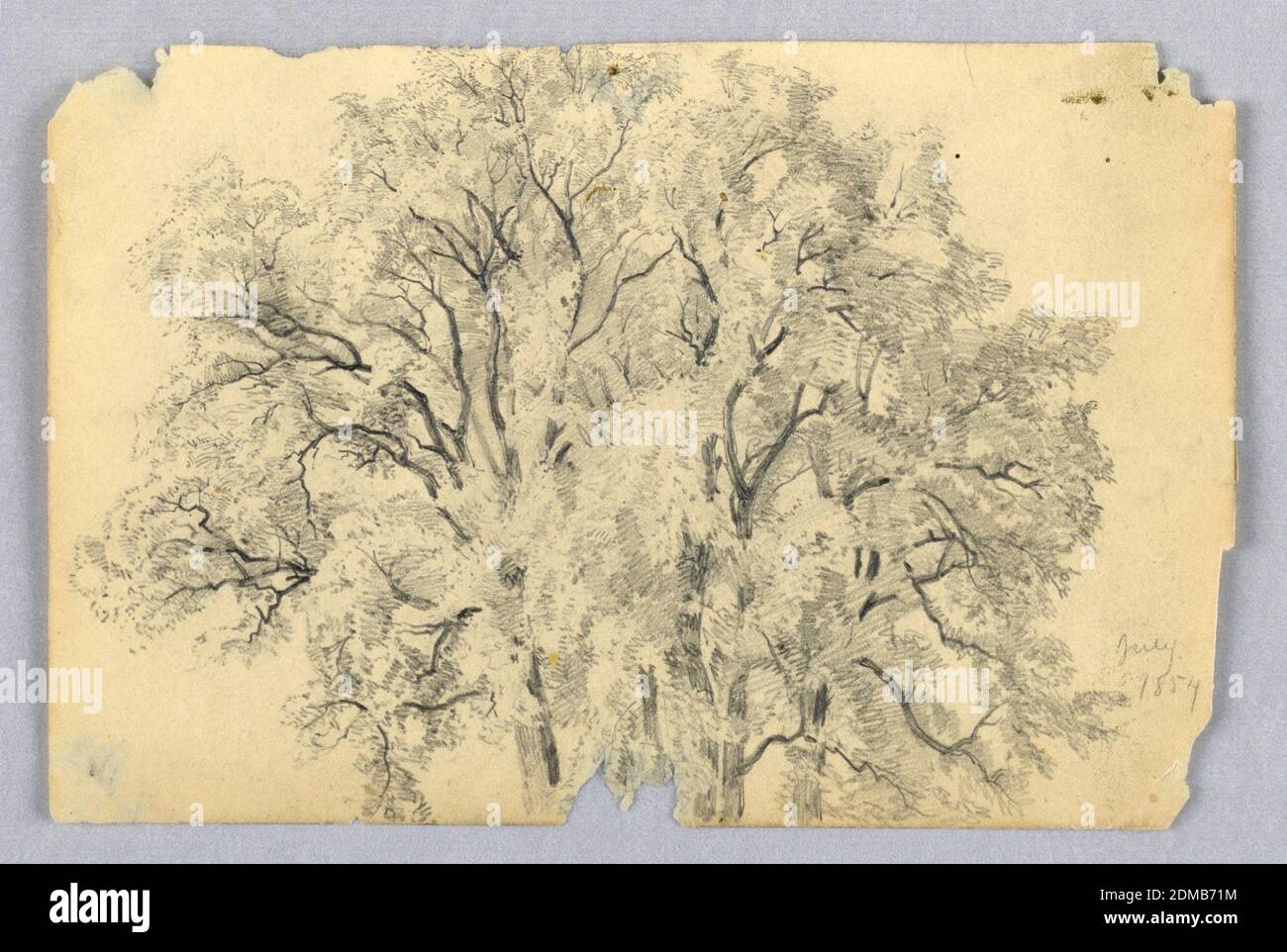 American elm tree hi-res stock photography and images - Alamy