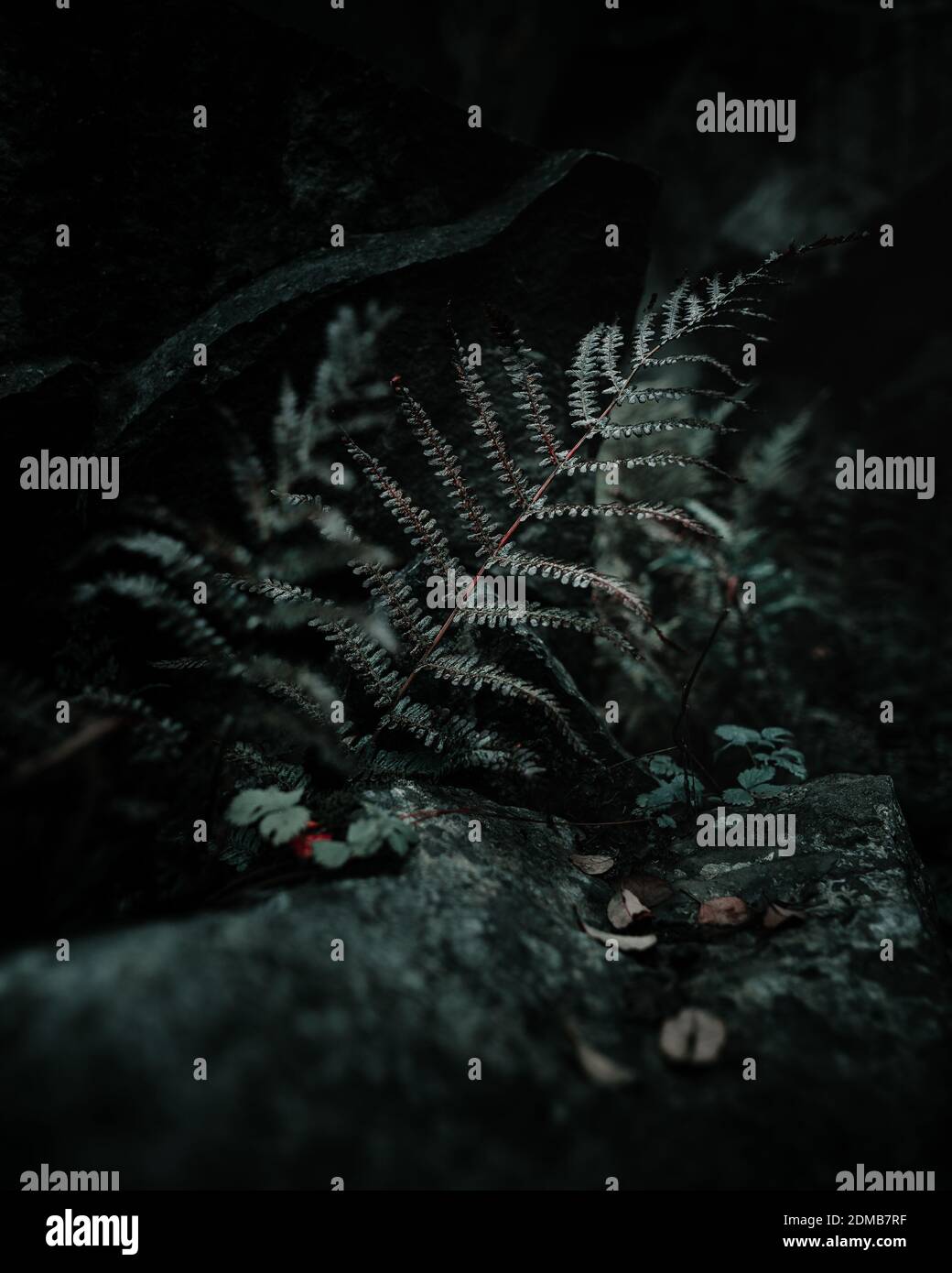 A closeup of bracken in moody colors - perfect for wallpapers Stock ...