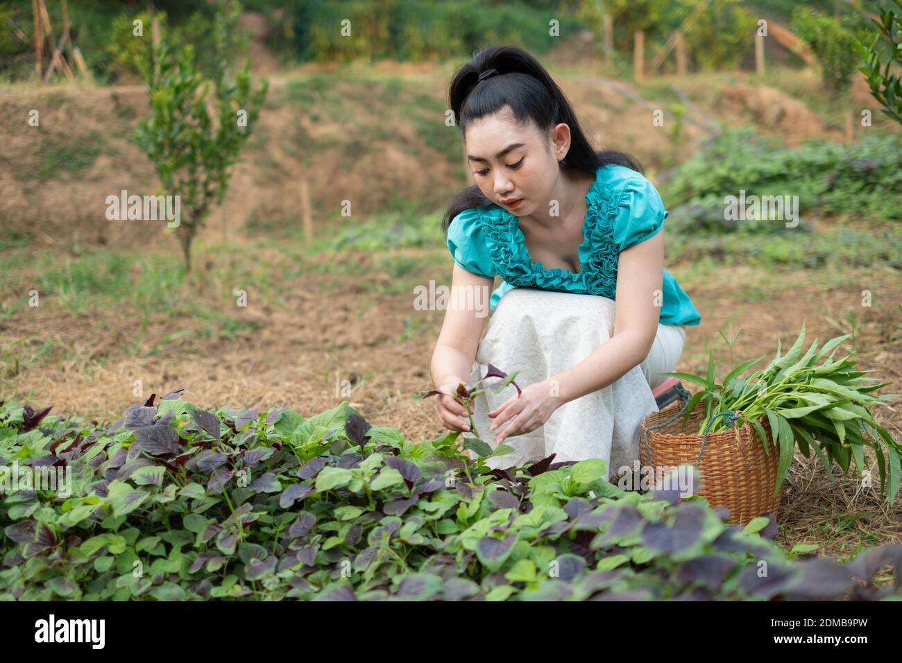 Woman Growing Spinach High Resolution Stock Photography and Images - Alamy