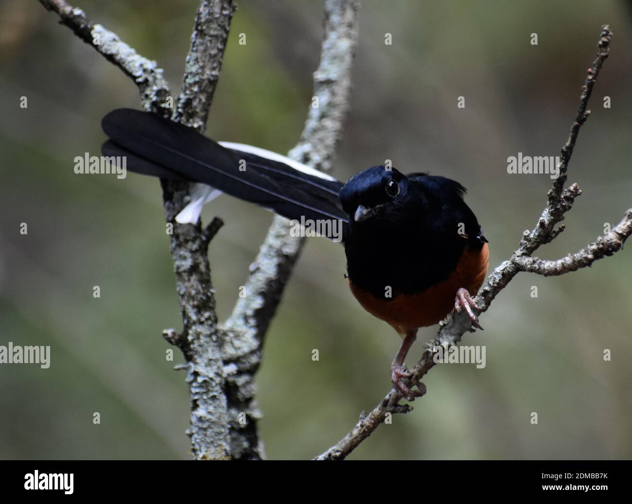 Shama thrush hawaii hi-res stock photography and images - Alamy