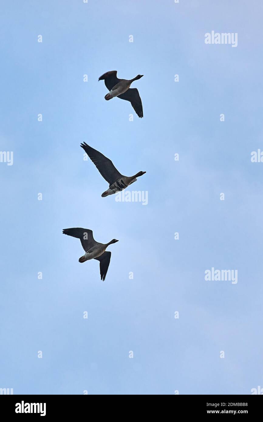 Wild Geese Flying Stock Photo - Alamy