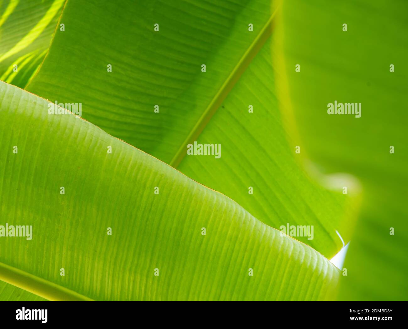 Banana Tree Texture High Resolution Stock Photography and Images - Alamy