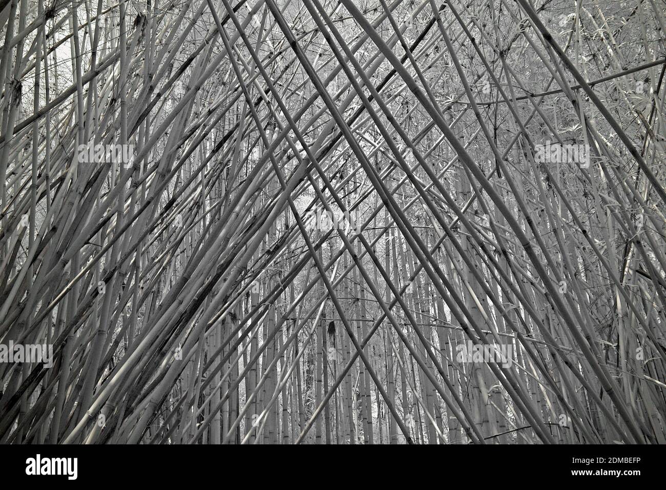 Infrared plants hi-res stock photography and images - Alamy