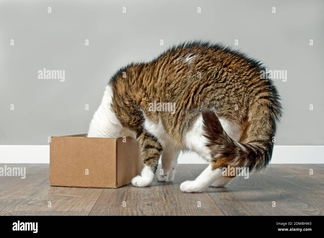 Gray tabby cat box hi-res stock photography and images - Alamy