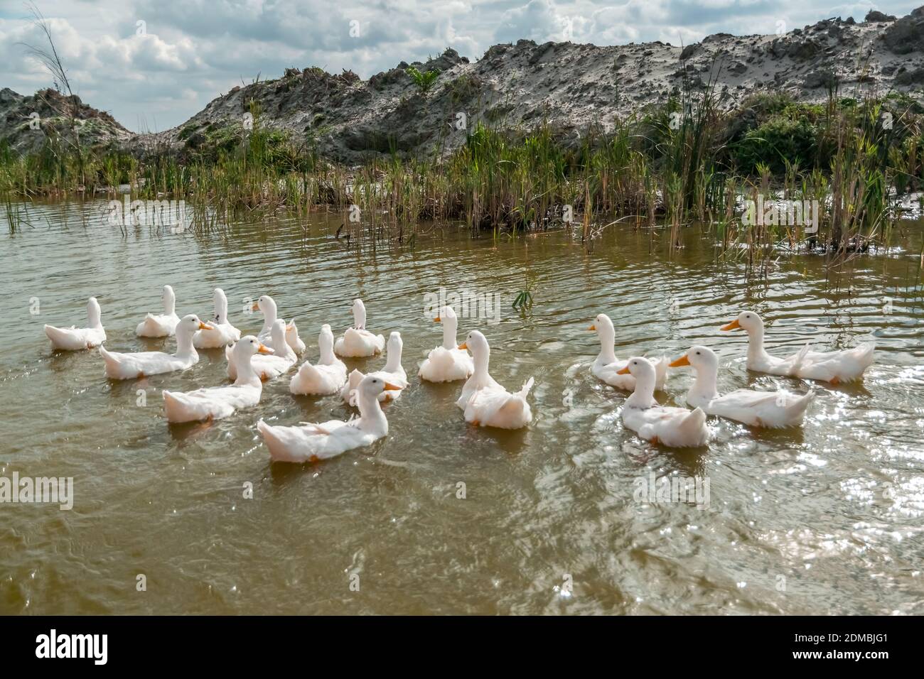 Roman Tufted Geese in the Danube Delta, border of Romania and Ukraine ...