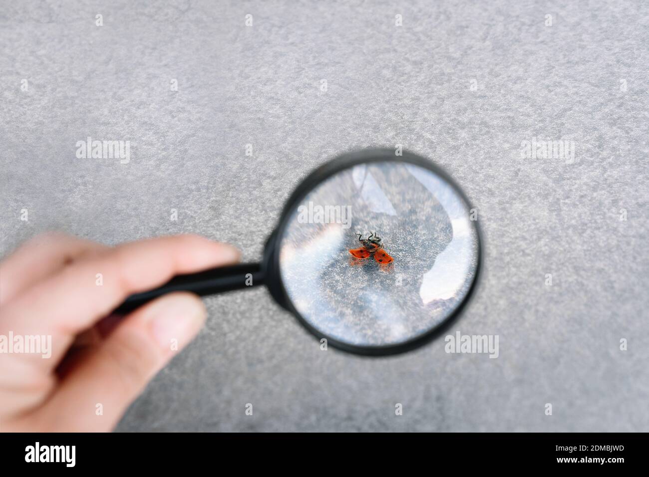 Person magnifying glass insect hi-res stock photography and images - Alamy