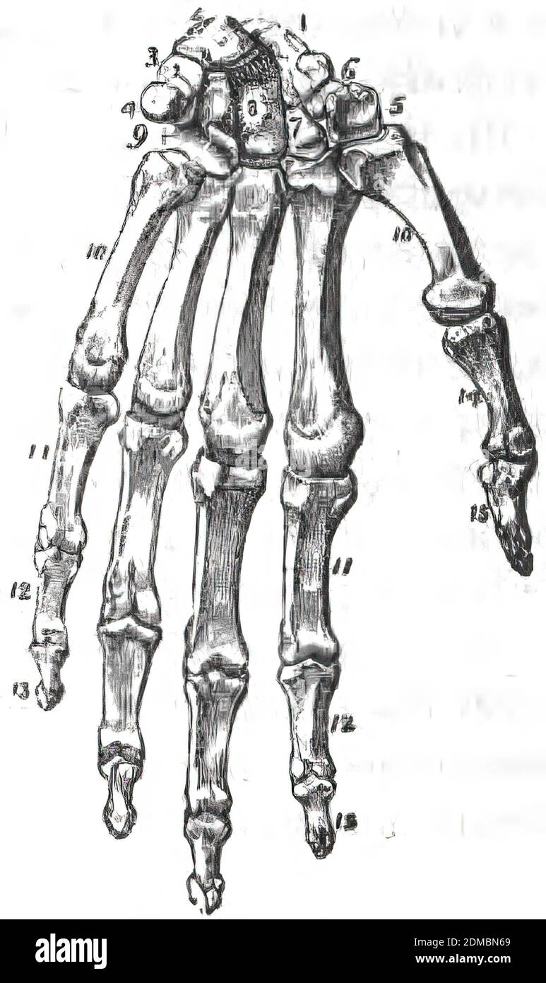 A hand bones topography on a white background Stock Photo - Alamy