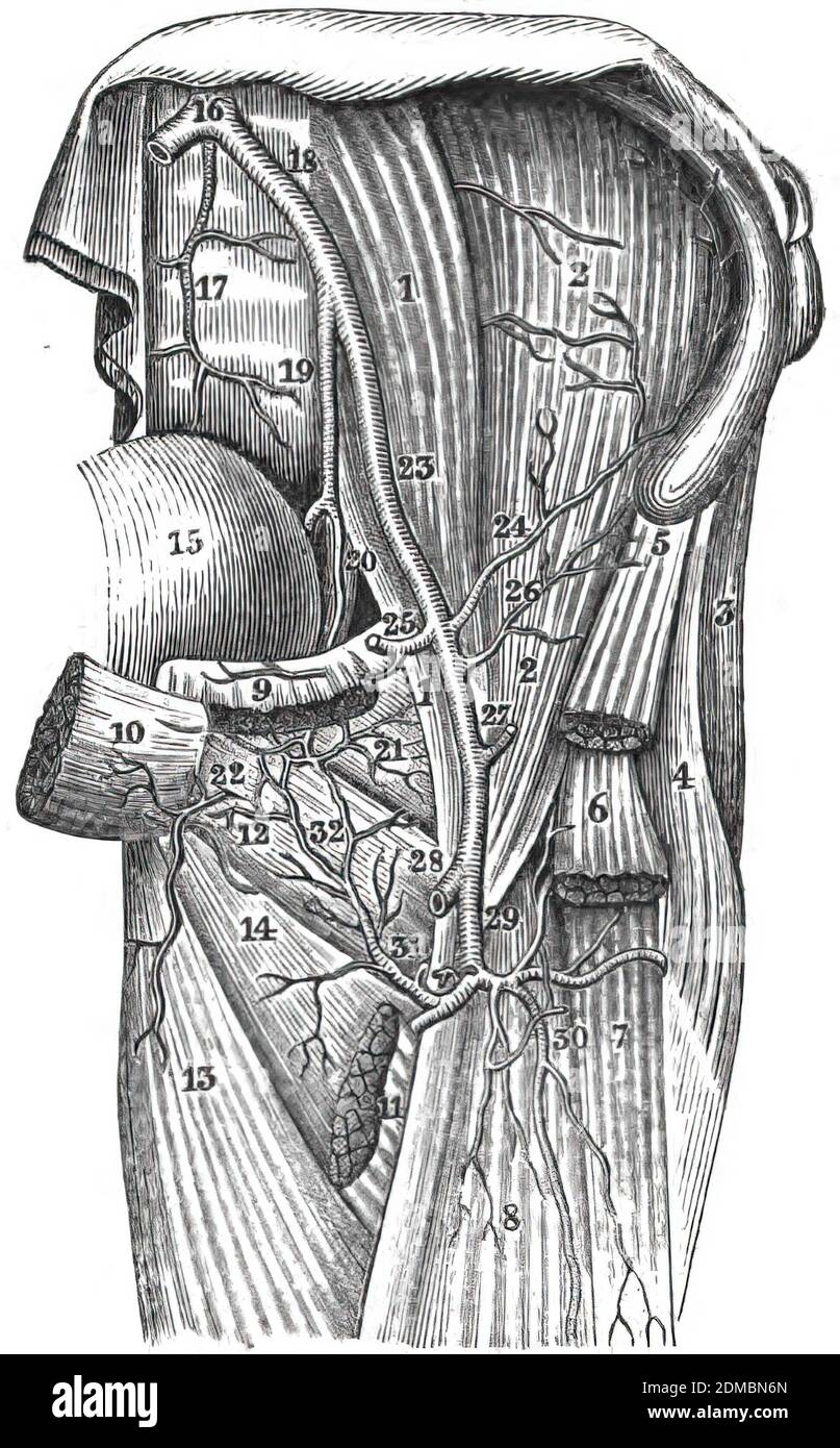 A topography of neurovascular bundle of the neck Stock Photo - Alamy