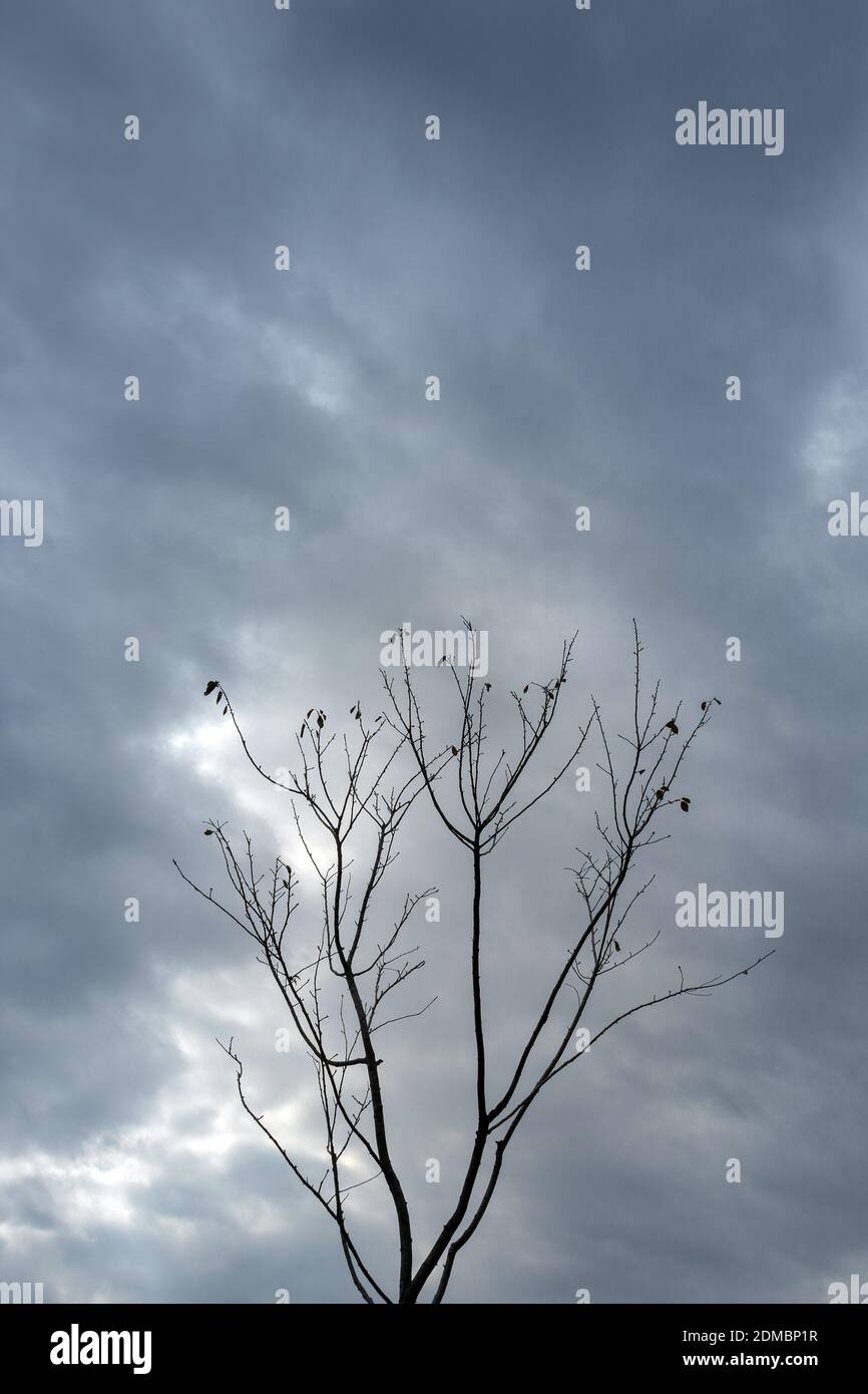 Branches of a Tree, stretching their arms out to the grey heavens ...