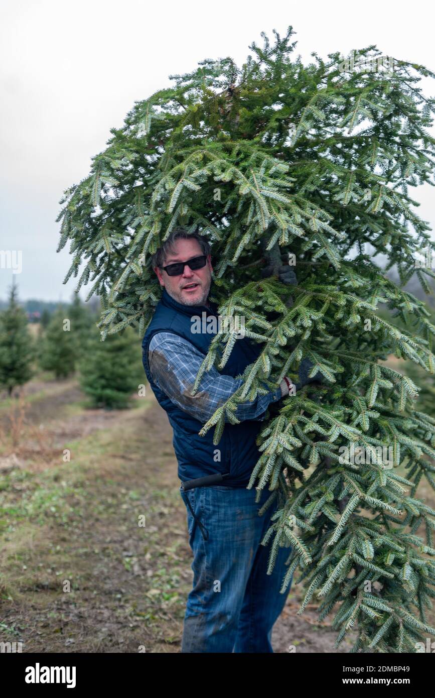Man lifting christmas tree hi-res stock photography and images - Alamy