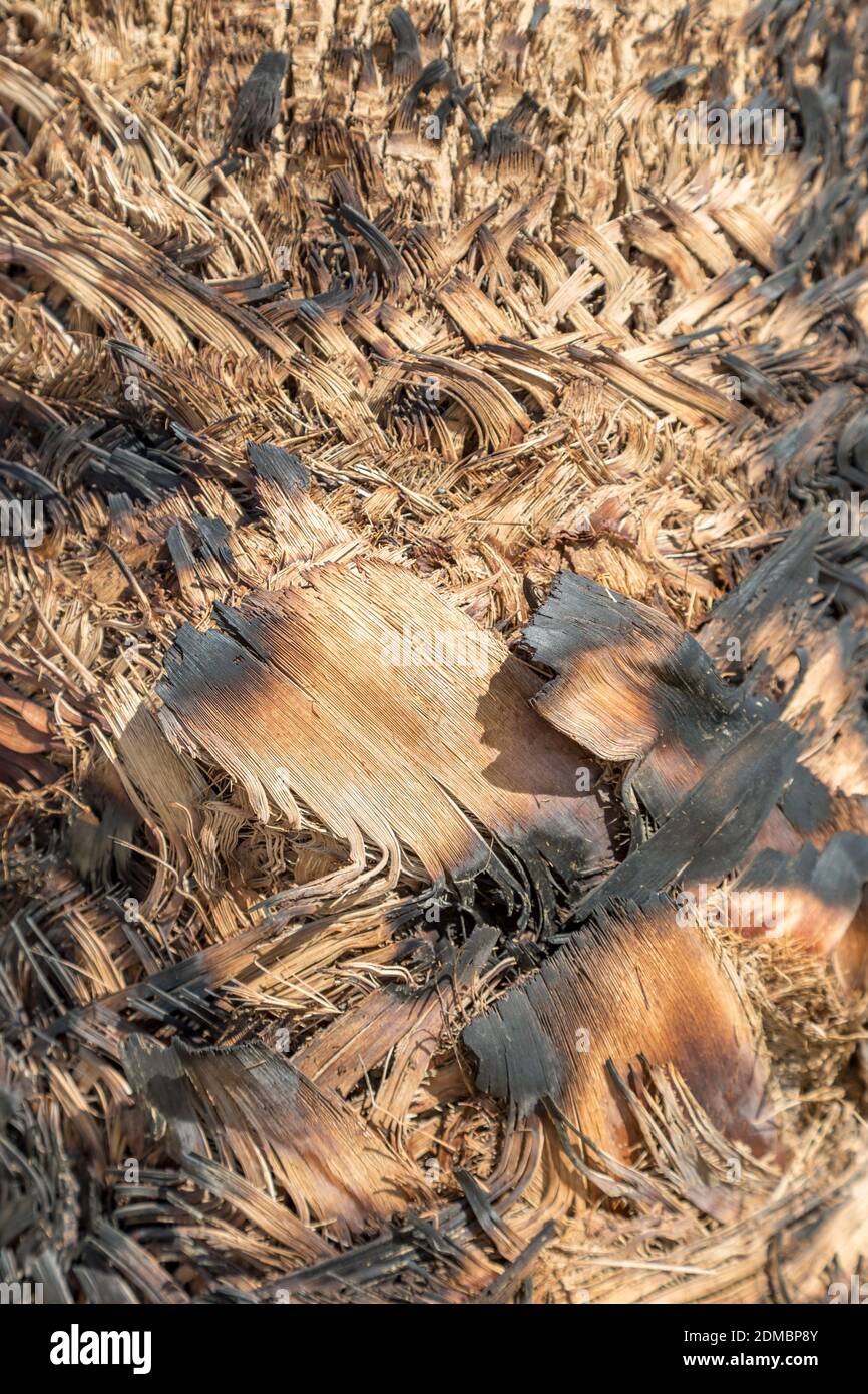A full frame photograph of textured bark on a palm tree Stock Photo - Alamy