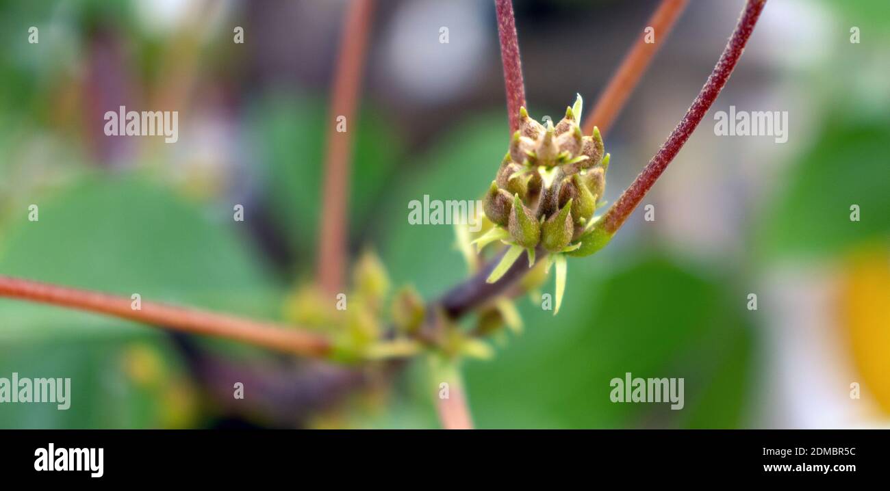 A bud growing into adulthood Stock Photo - Alamy