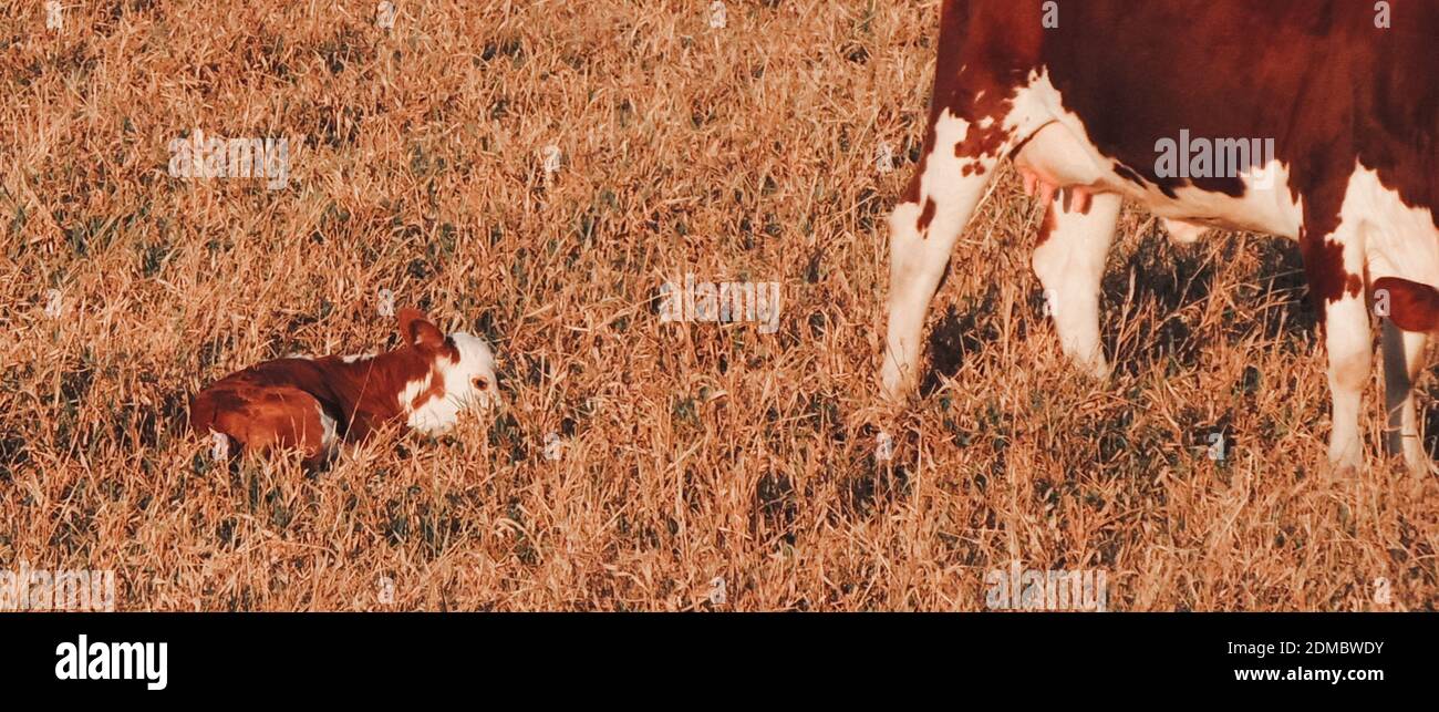 Large beautiful image of a lovely and cute baby cow calf and mother cow ...