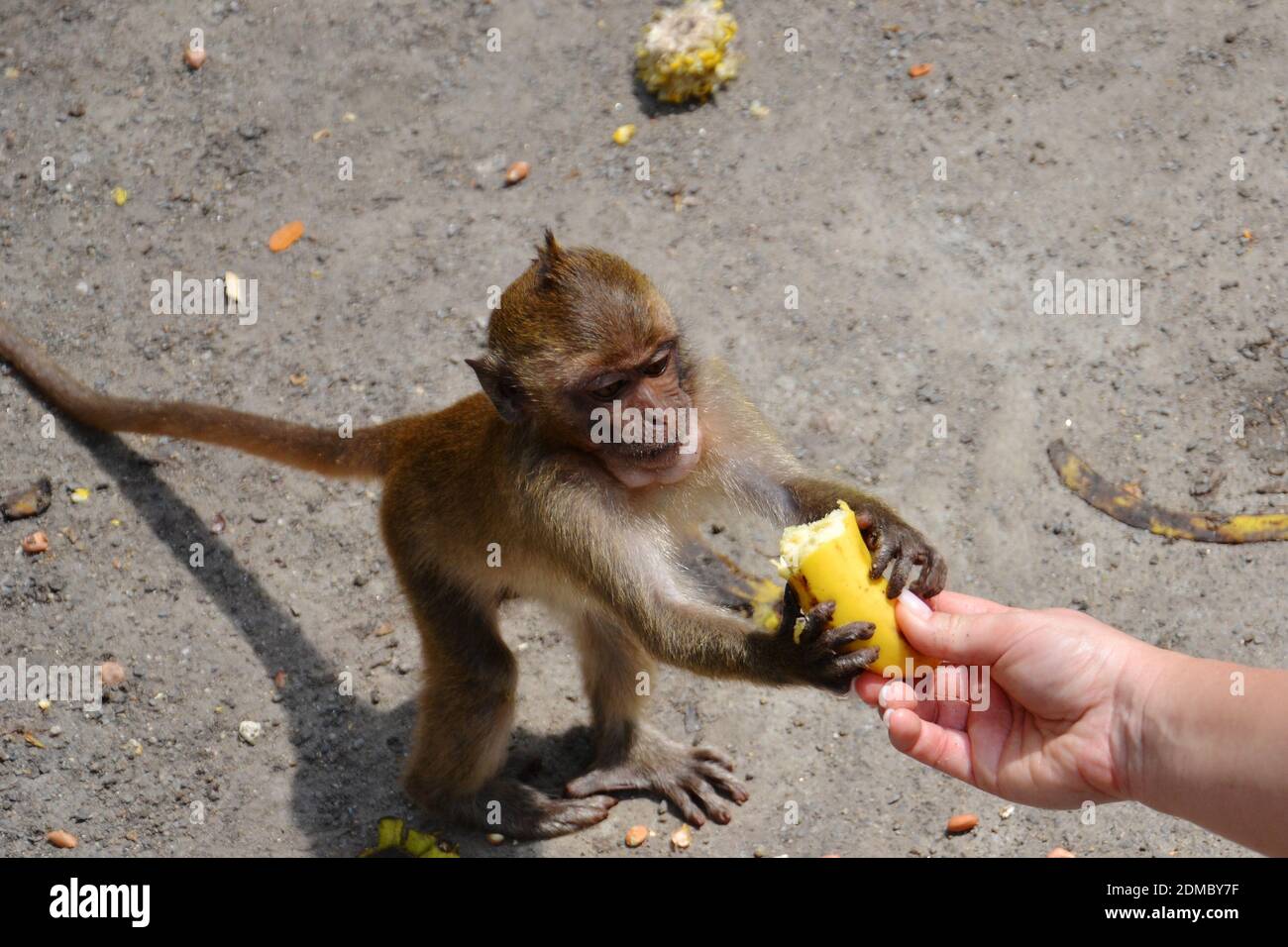 Wild animals eating human food hi-res stock photography and images - Alamy