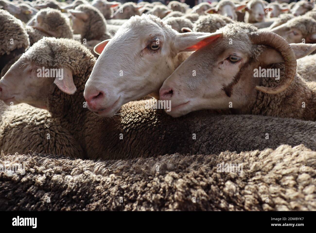 Lots of sheep and goat hi-res stock photography and images - Alamy