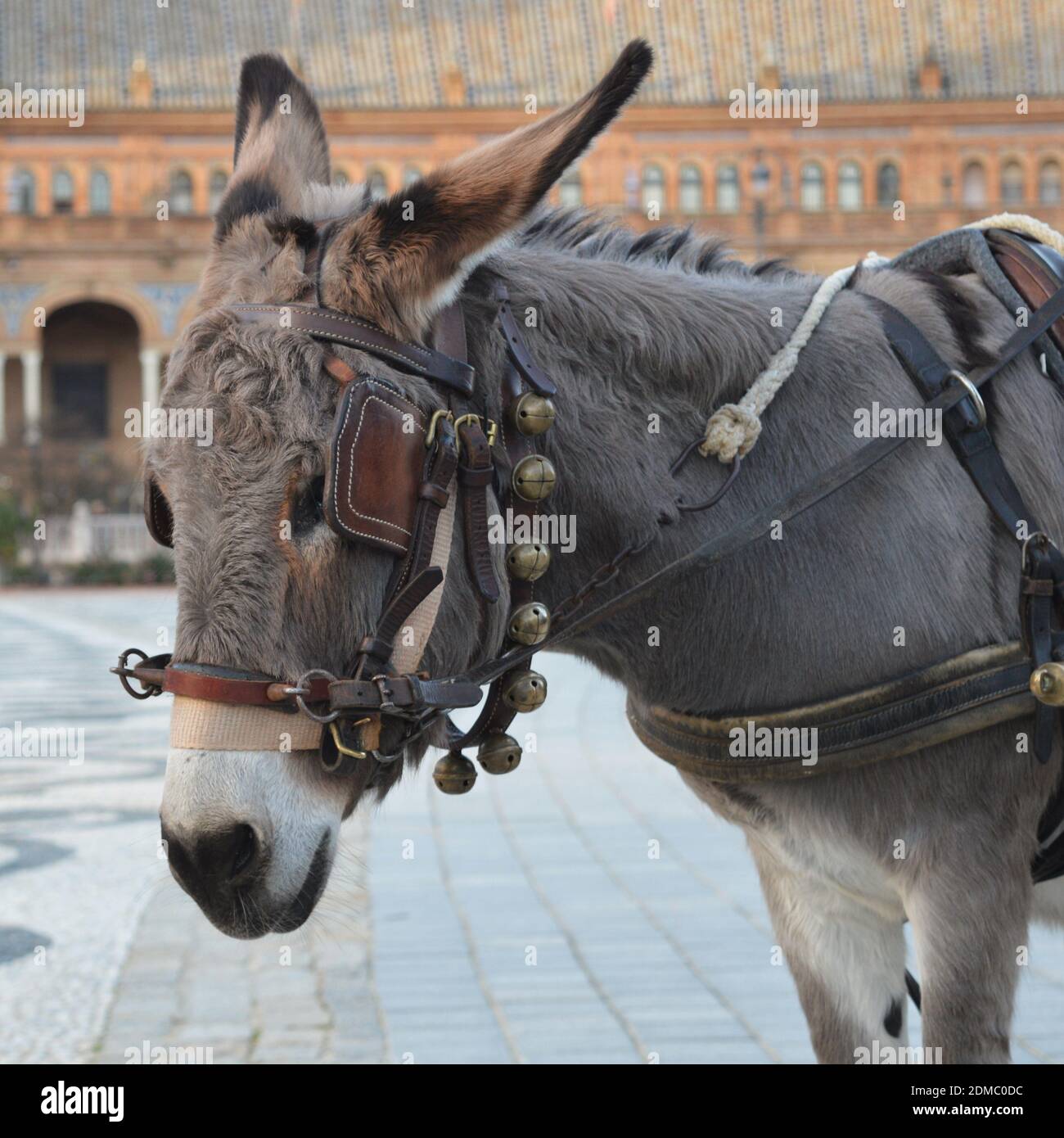 Donkey in bridle hi-res stock photography and images - Alamy
