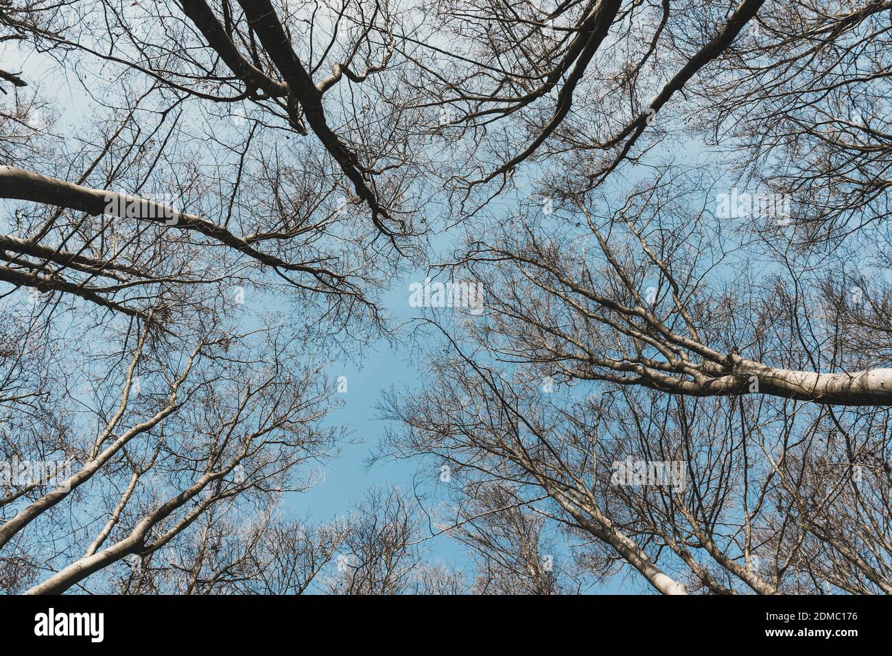 A low angle shot of tall bold trees in the forest in the winter with a ...