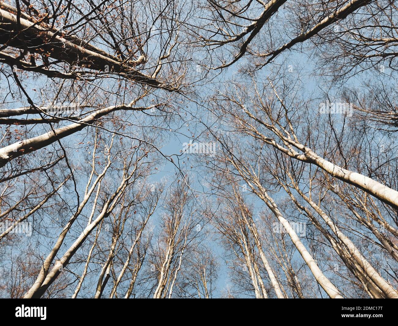 A low angle shot of tall bold trees in the forest in the winter with a ...