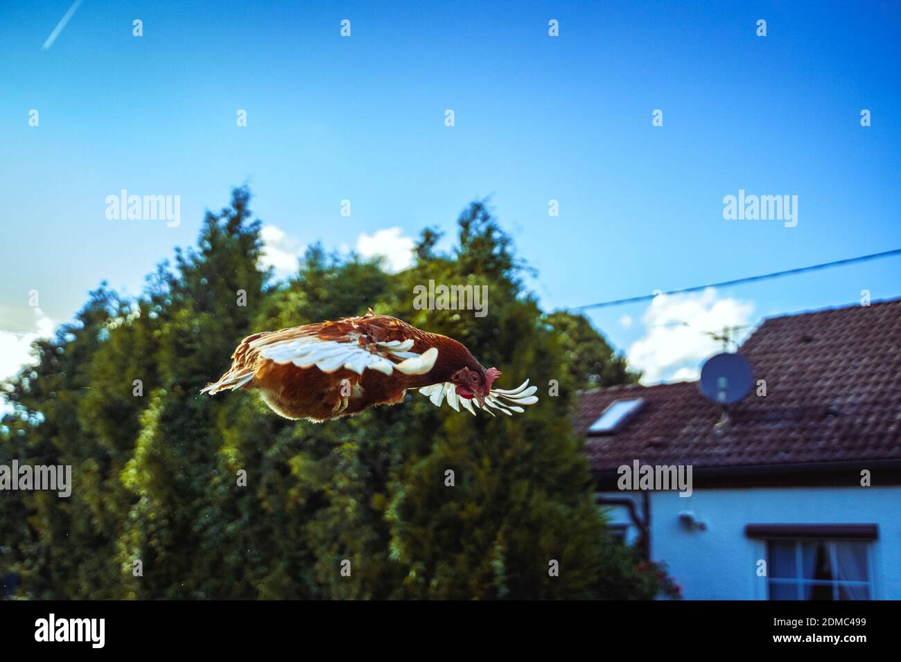 A brown hen during its flight with its wings open Stock Photo - Alamy