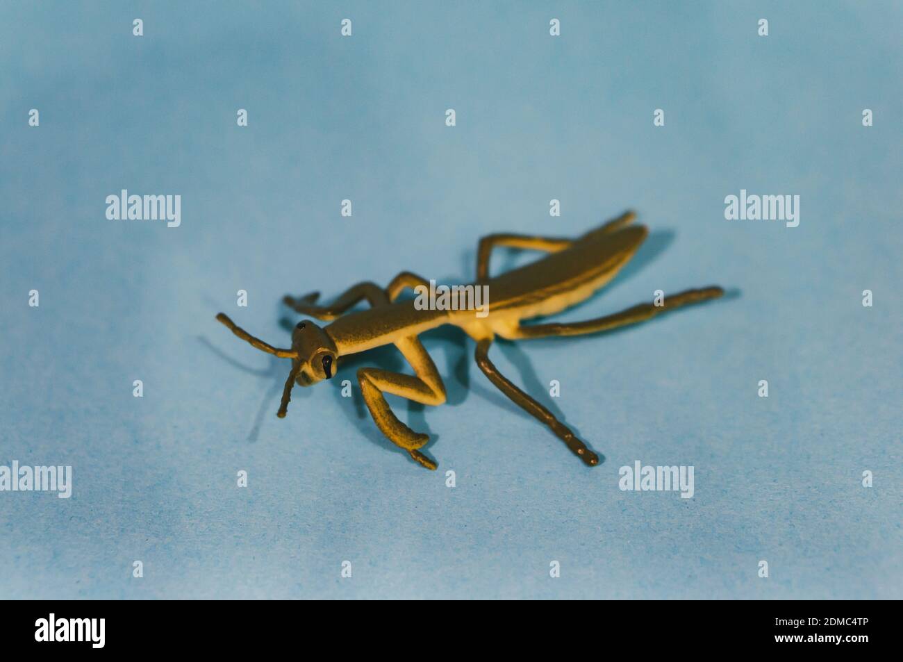 An overhead shot of a small toy insect isolated on a light blue ...