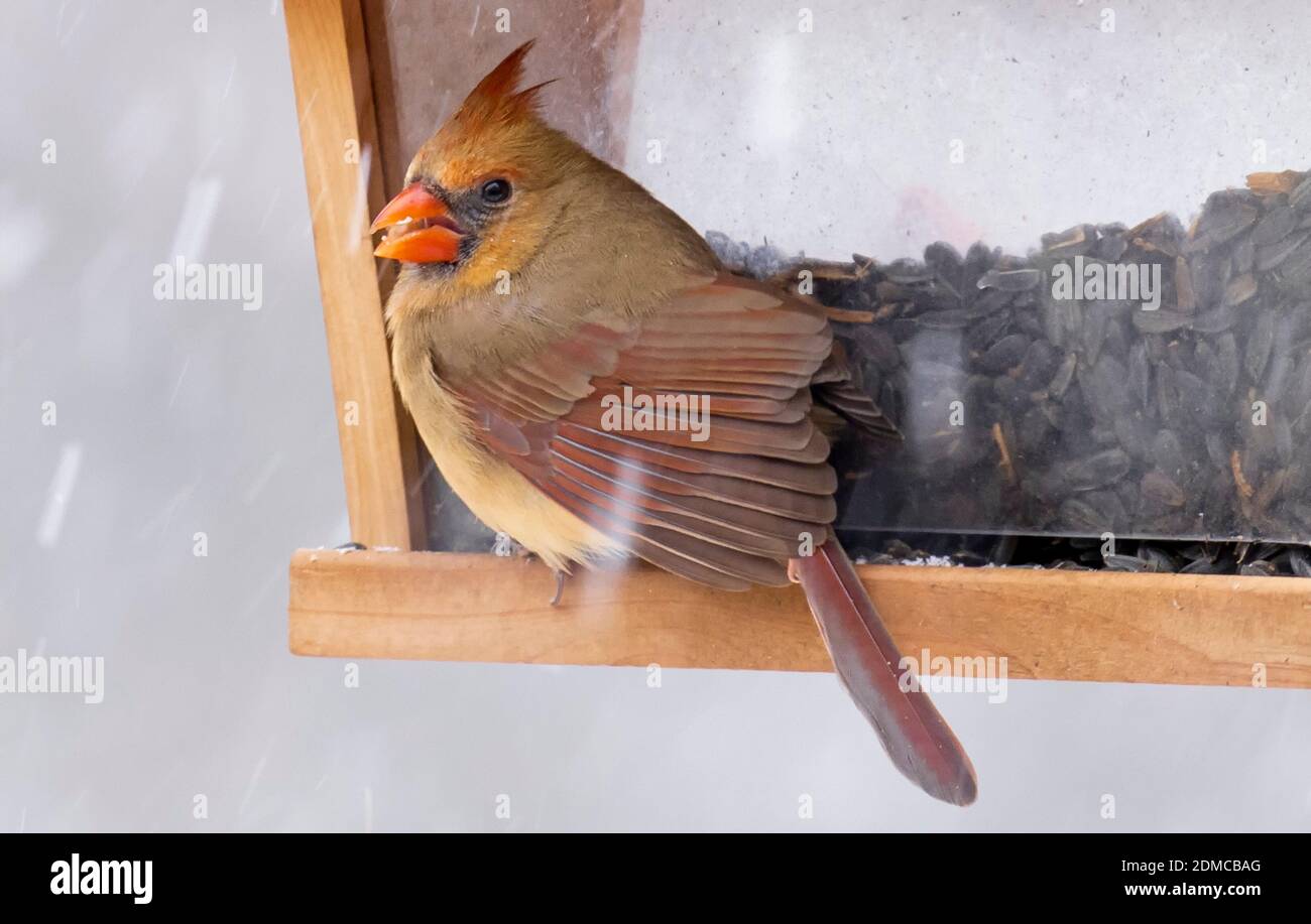 Female Northern cardinal out in the snow Stock Photo - Alamy