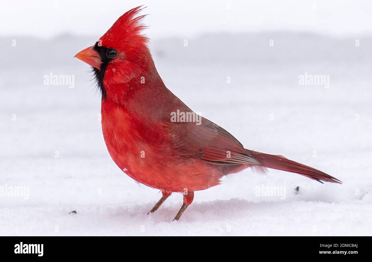 Northern cardinal out in the snow Stock Photo - Alamy