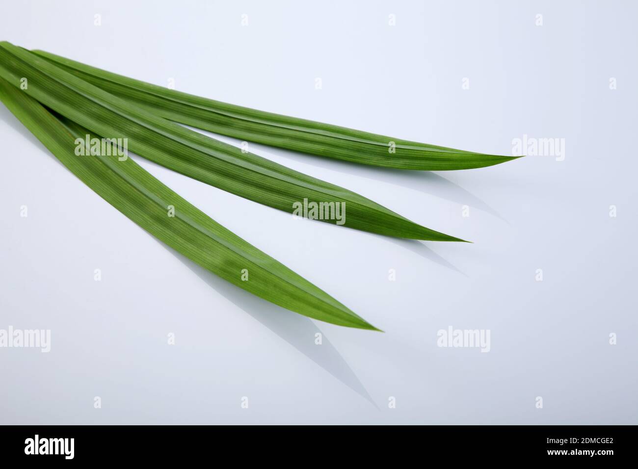 Pandanus leaves, isolated on white background Stock Photo - Alamy