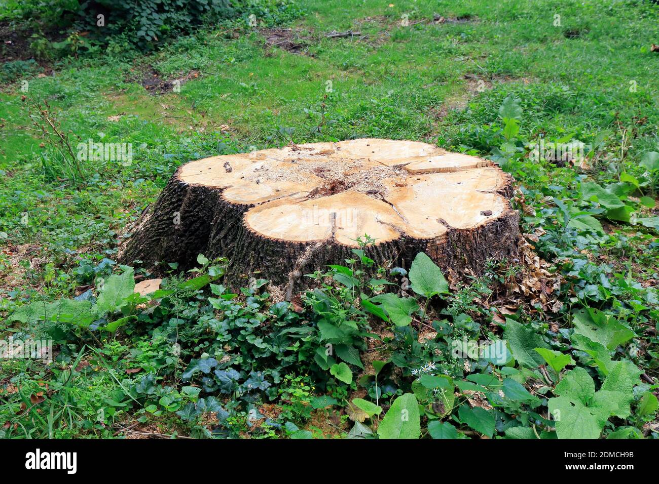 A recently cut tree stump surrounded by ground vegetation Stock Photo ...