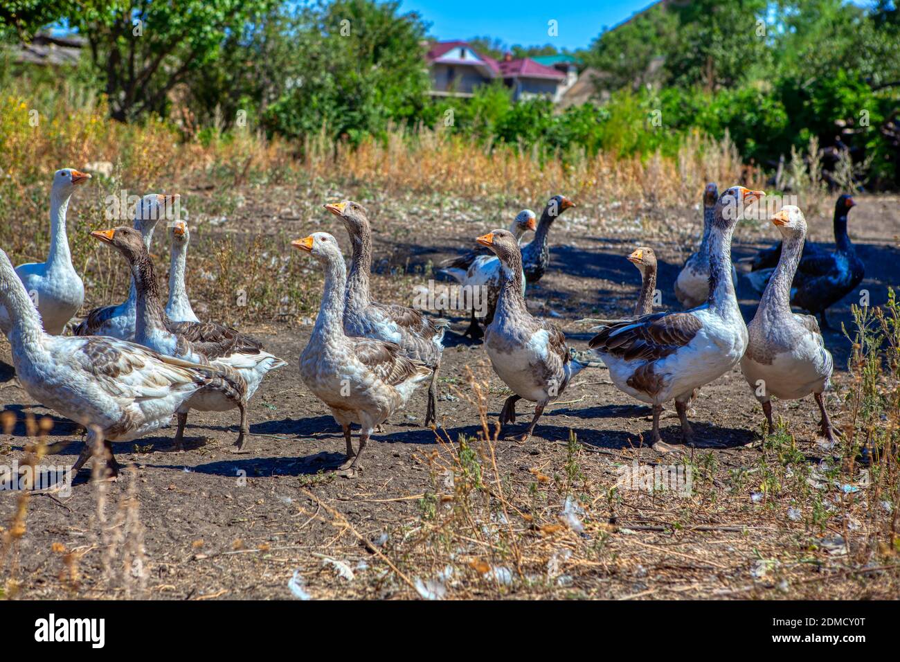 Hissing Birds High Resolution Stock Photography and Images - Alamy