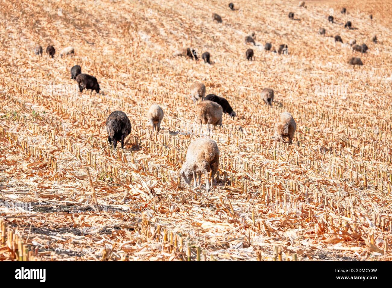 Sheep at agricultural field . Farm animals on the cornfield Stock Photo ...