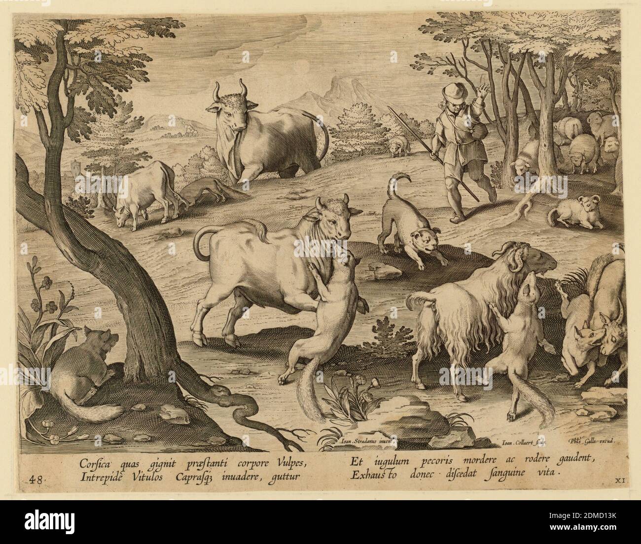 Foxes attack sheep hi-res stock photography and images - Alamy