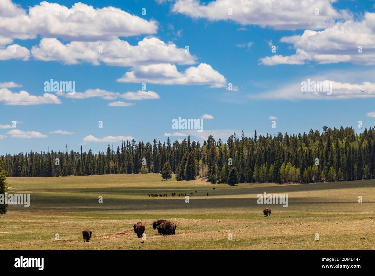 Male bison herd pasture hi-res stock photography and images - Alamy
