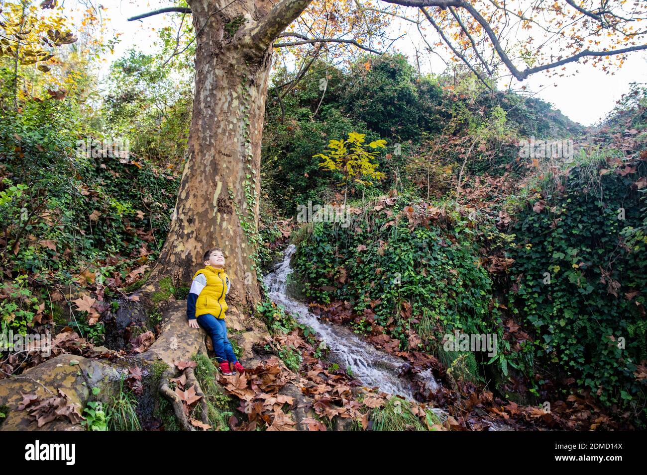 Boy sitting under big tree hi-res stock photography and images - Alamy