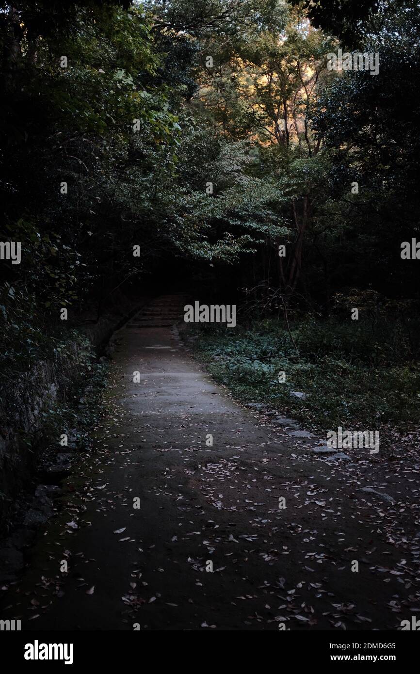 A vertical shot of an eery path leading into darkness Stock Photo - Alamy