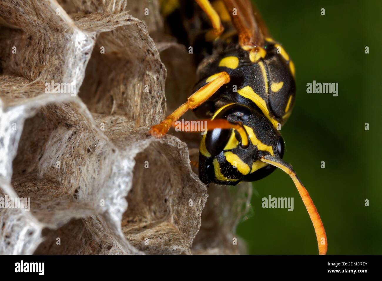 Paper wasp building their nest hi-res stock photography and images - Alamy