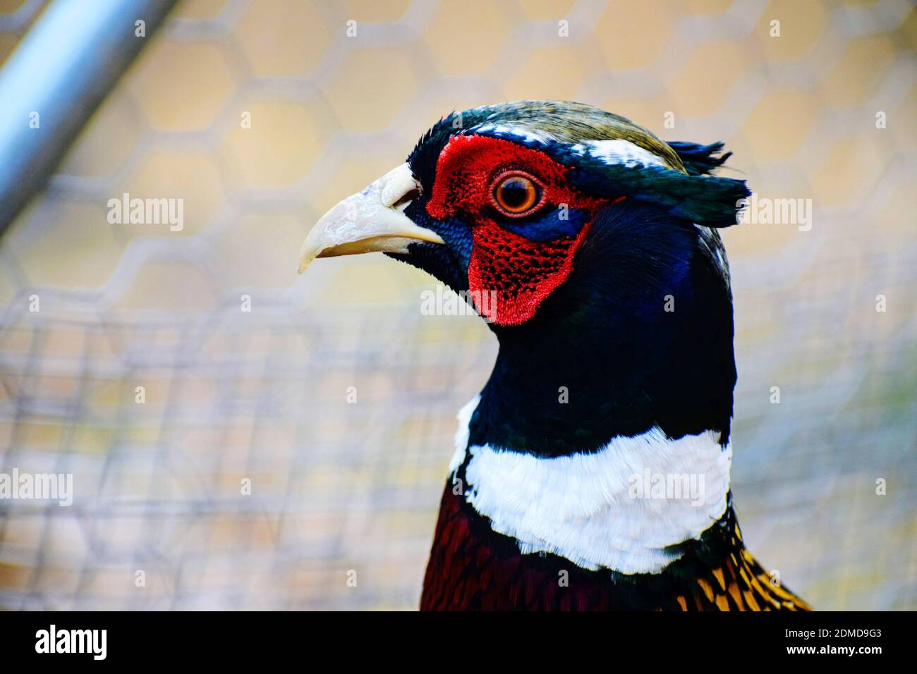 Black ringneck pheasant hi-res stock photography and images - Alamy