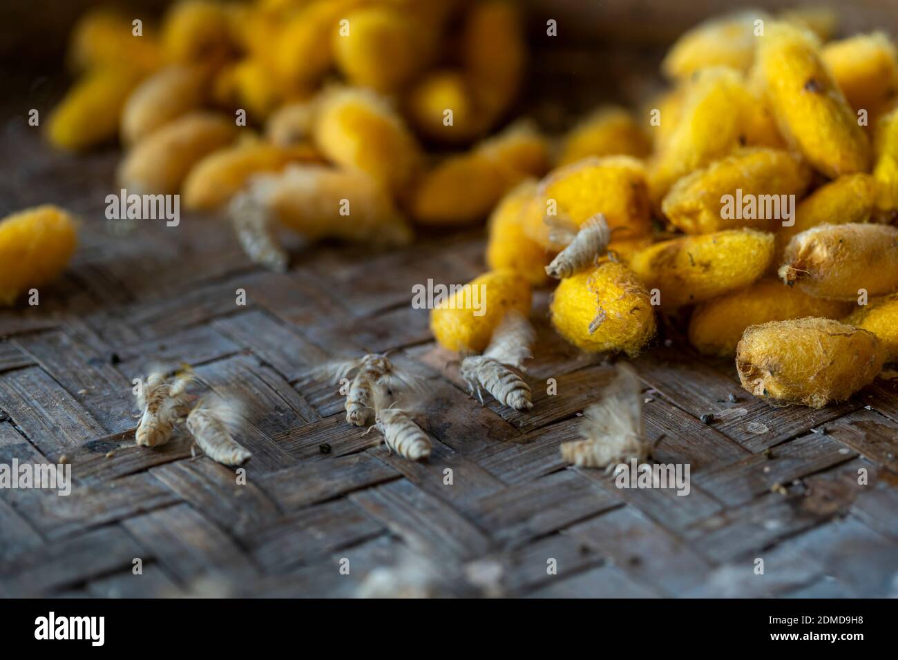 Silkworm production thailand hi-res stock photography and images - Alamy