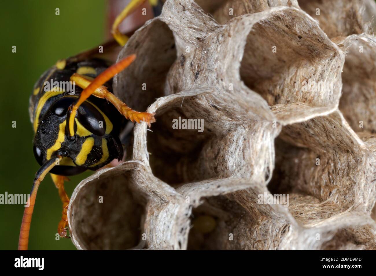 Paper wasp building their nest hi-res stock photography and images - Alamy