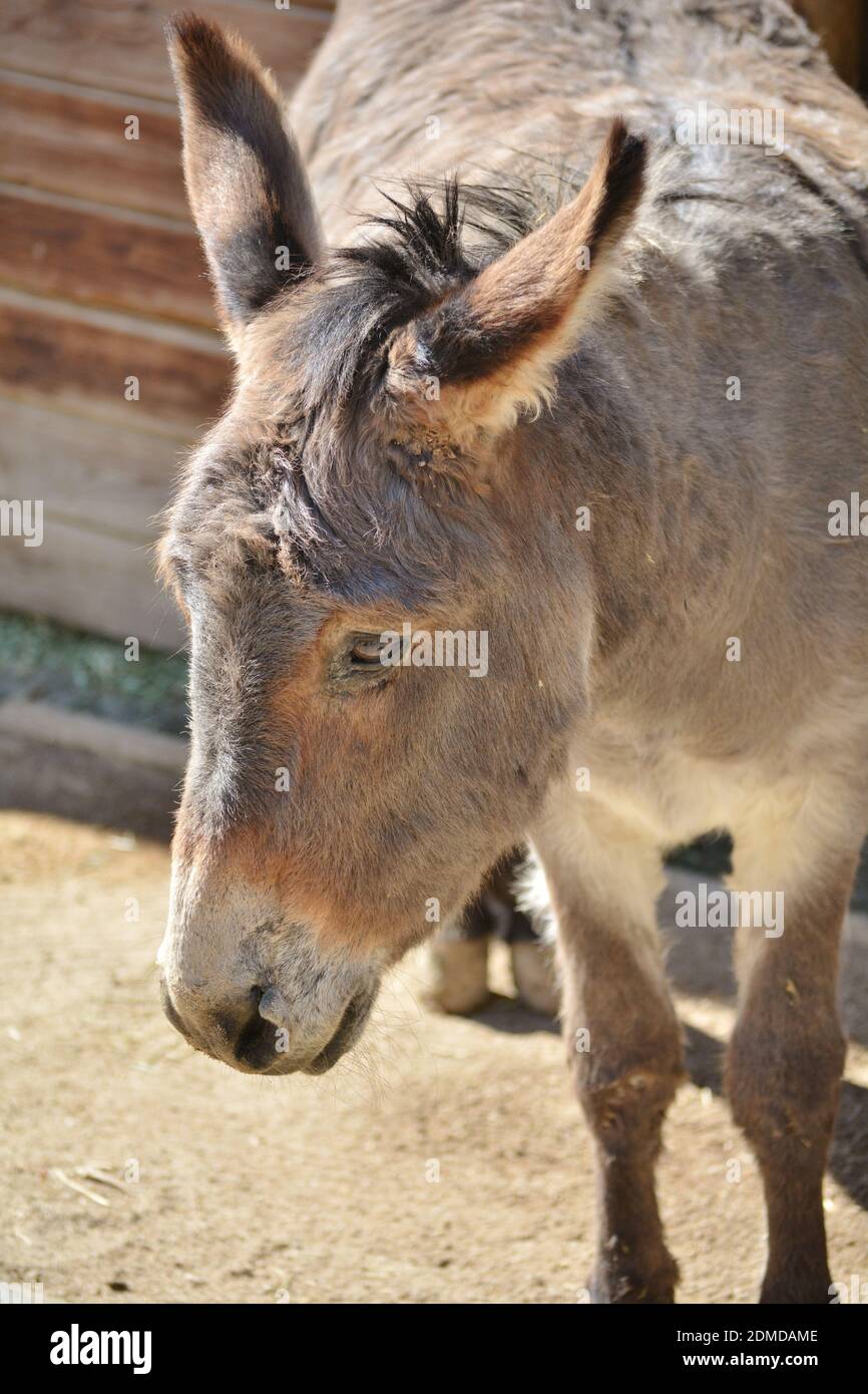 Mule in stable hi-res stock photography and images - Alamy