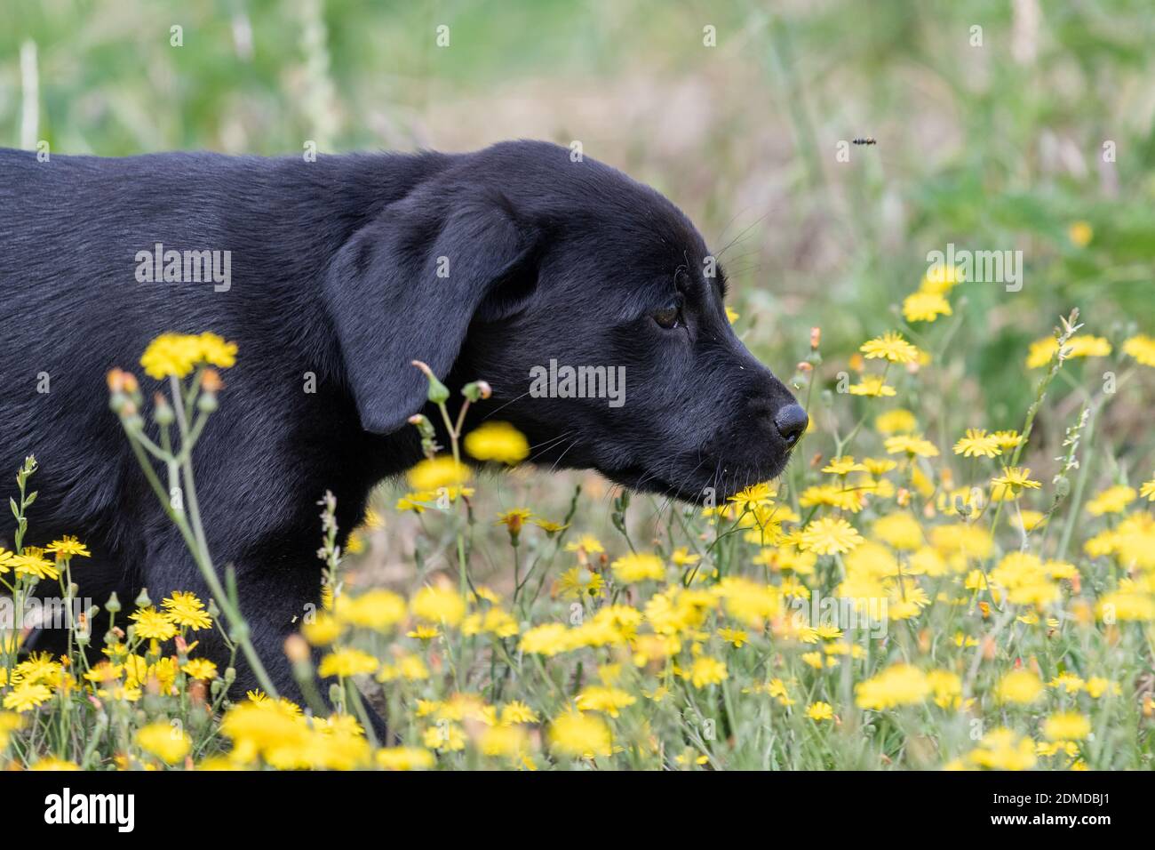 How Many Weeks Before A Black Labrador Puppy Can Walk