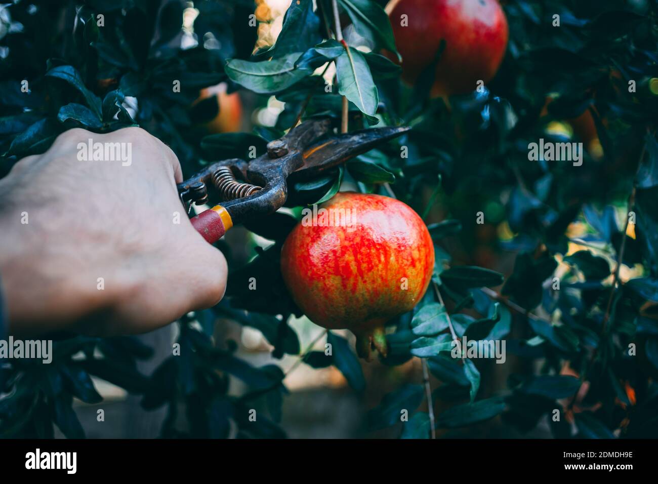 Snipping tree hi-res stock photography and images - Alamy