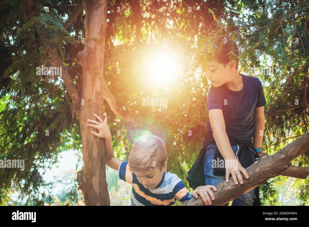 Two boys climbing on a tree while paying together in nature Stock Photo ...