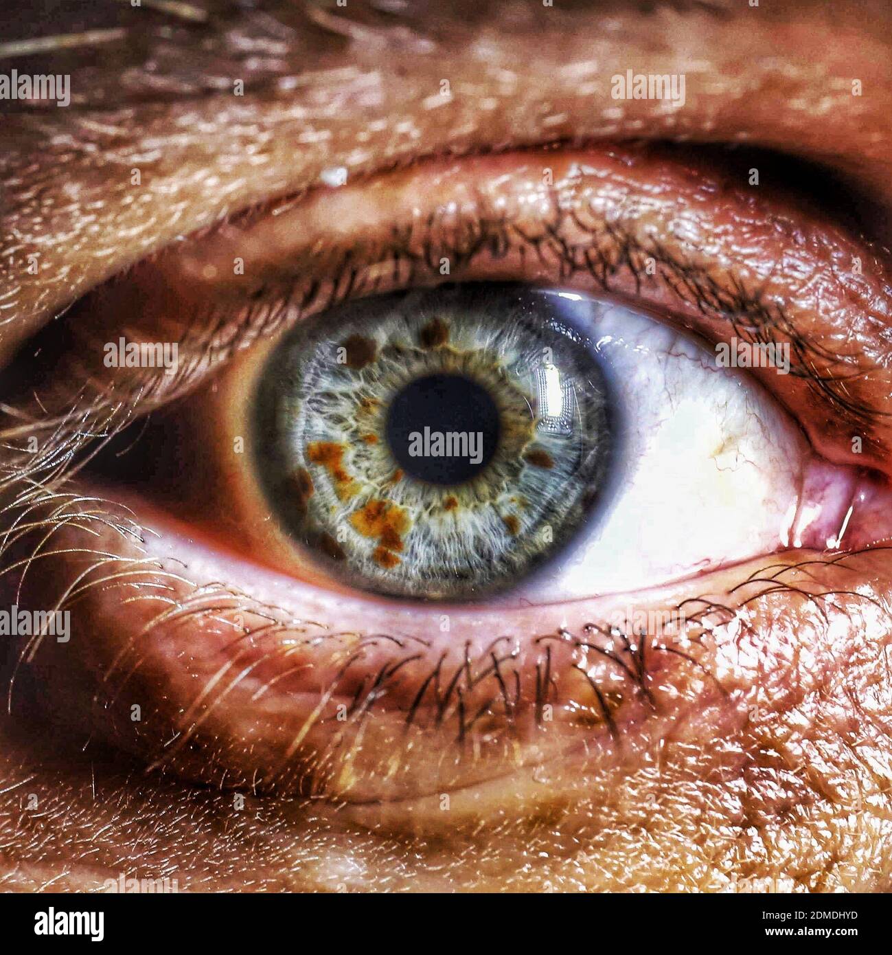 Extreme close up hazel eyes hi-res stock photography and images - Alamy