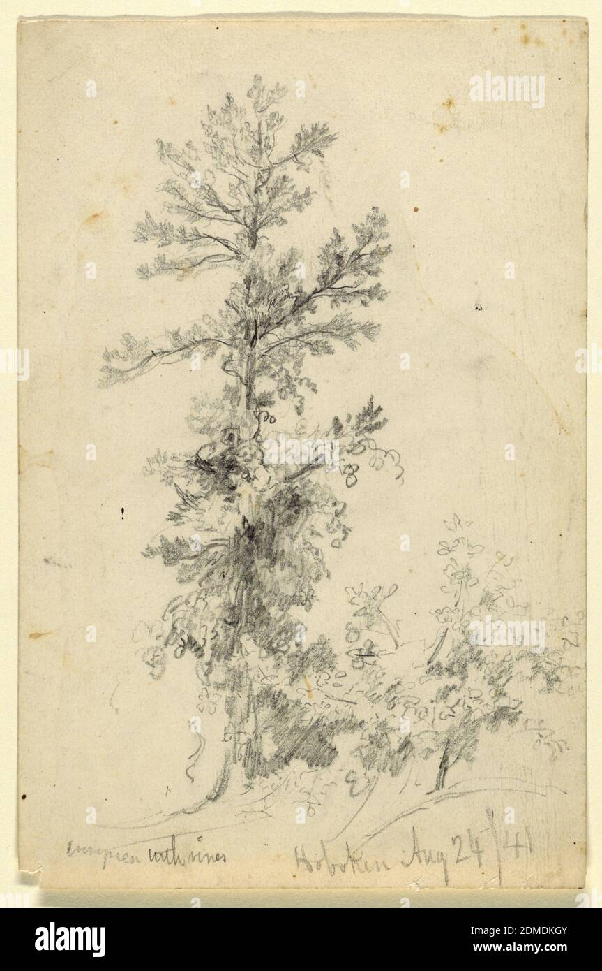 Tall evergreen tree overgrown hi-res stock photography and images - Alamy