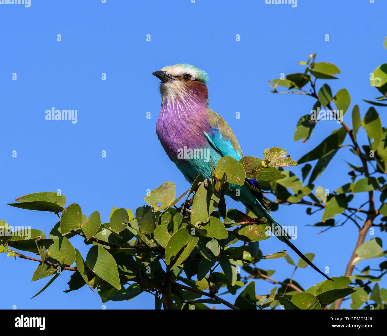 Lilac Breasted Roller sitting on a branch closeup. Vivid coloured bird ...