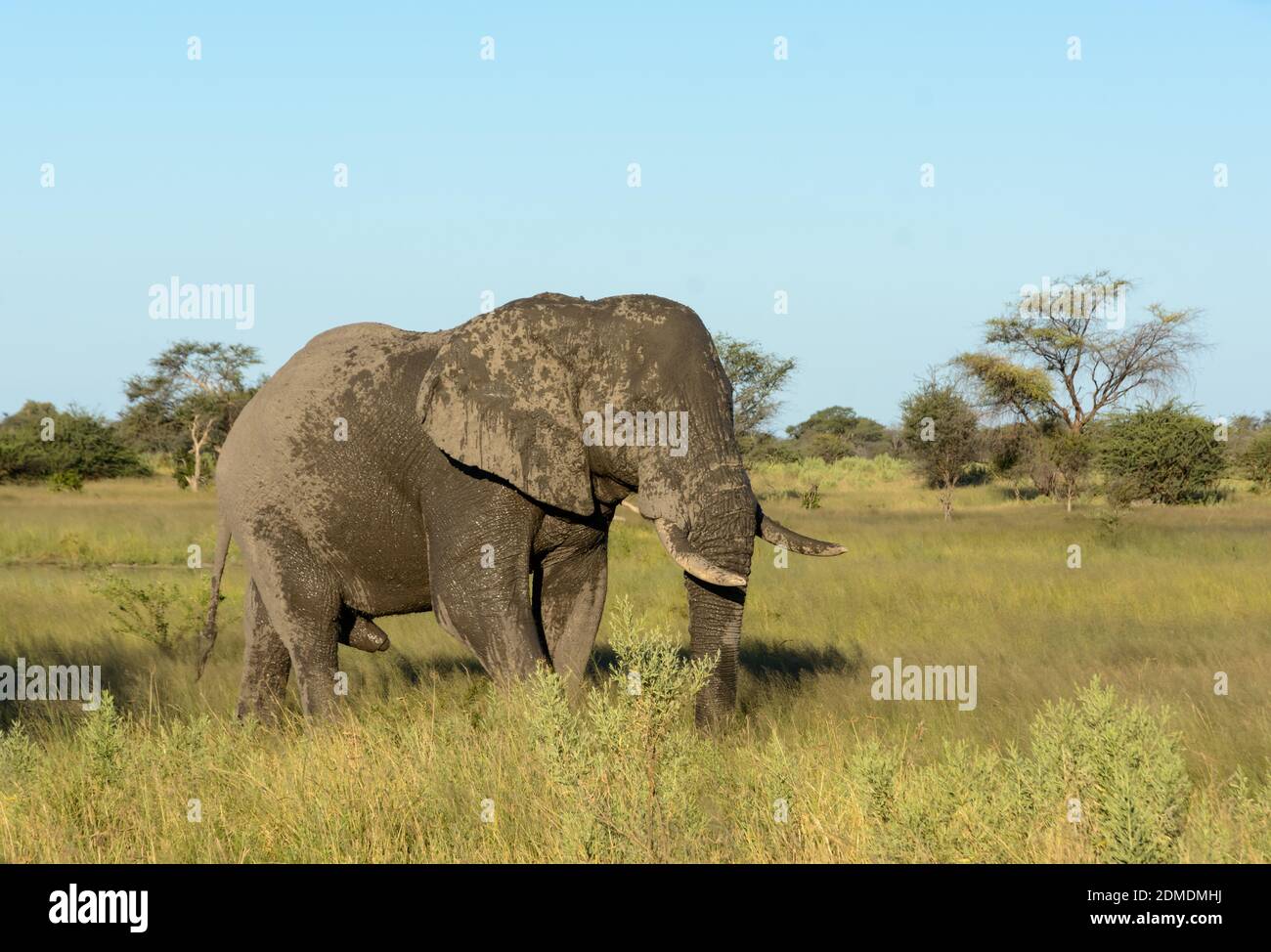 Big male Elephant walking close by with mud covered body Stock Photo ...