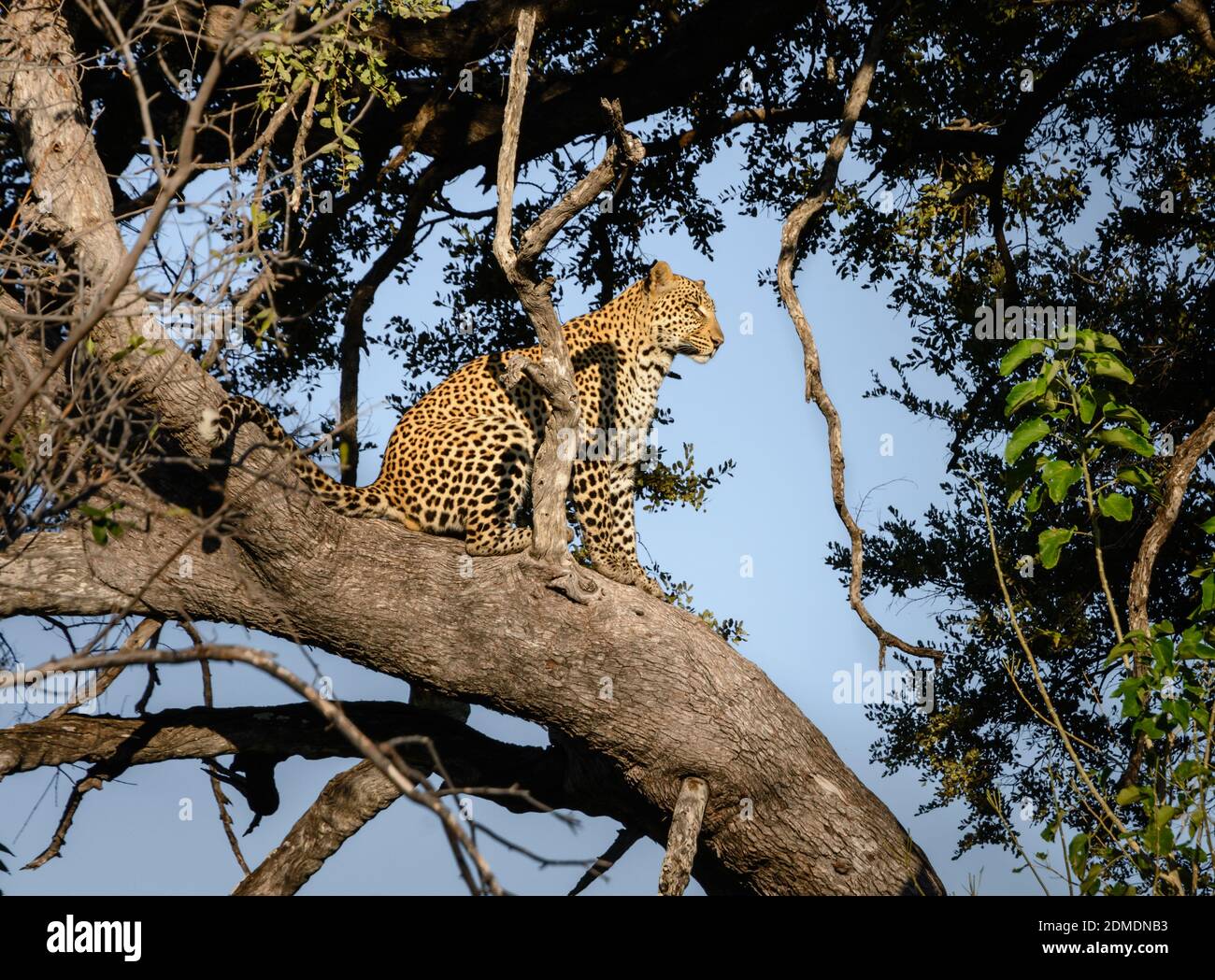 Male leopard in a tree sitting looking out Stock Photo - Alamy